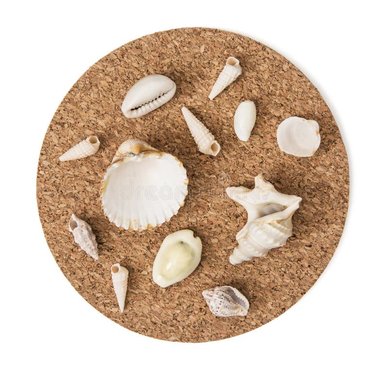 Circular shells stock photo. Image of white, rough, grey - 22274066