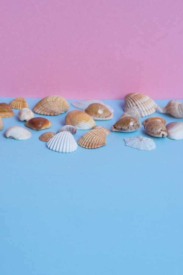Various Seashells on a Light Blue and Pink Background with Different ...