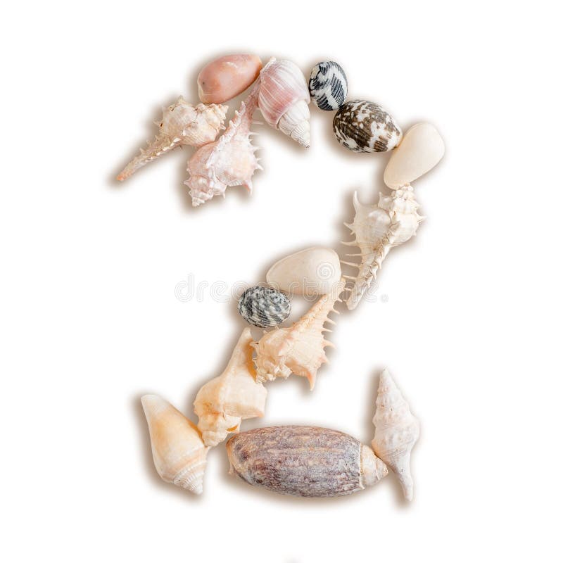 Various Sea Shells Number 8 on White Background Stock Image - Image of ...