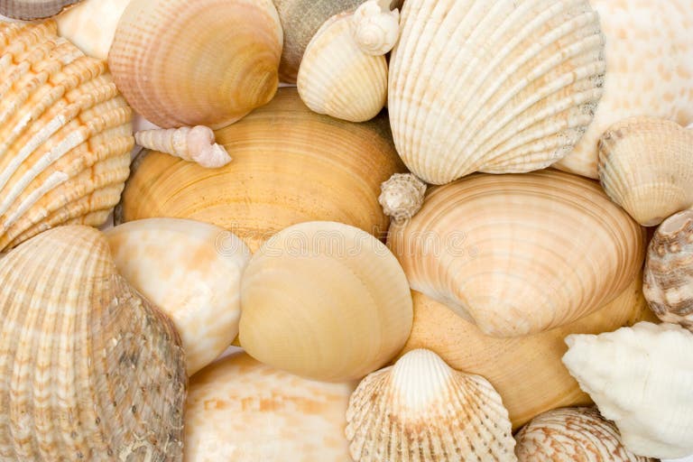 1,100+ Seashells Free Stock Photos - StockFreeImages