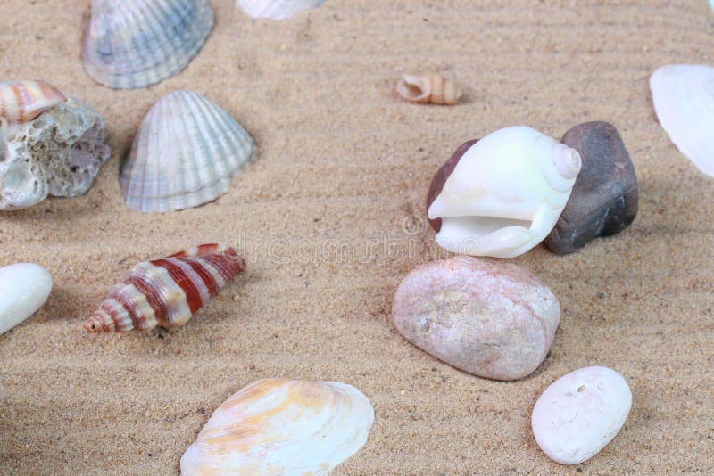 Various Seashells in the Sand Stock Image - Image of blue, sand: 148498365