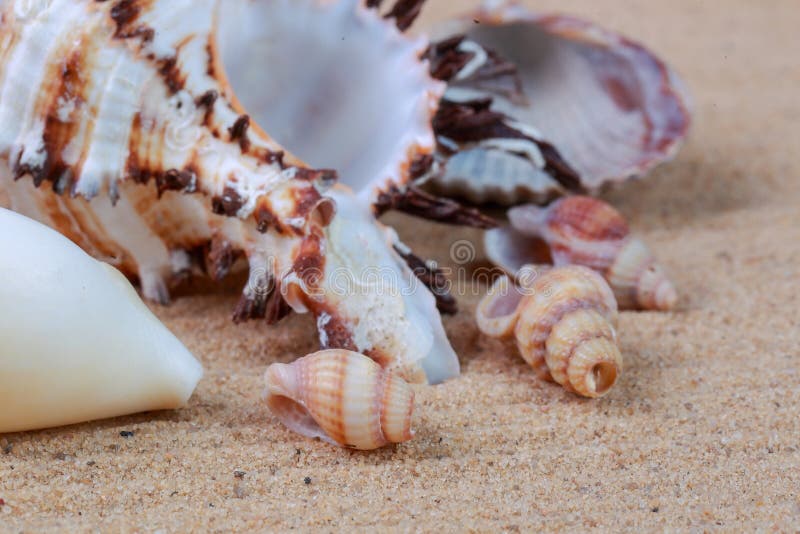 Various Seashells in the Sand Stock Photo - Image of beautiful, sand ...