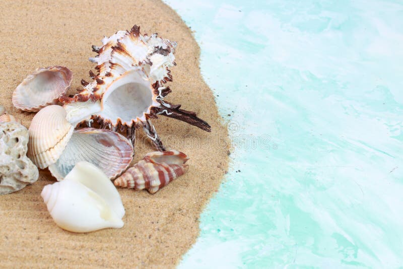 Various Seashells in the Sand Stock Image - Image of natural, beach ...
