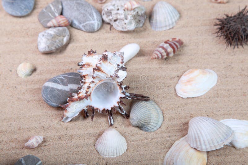 Various Seashells in the Sand Stock Image - Image of relax, seashell ...