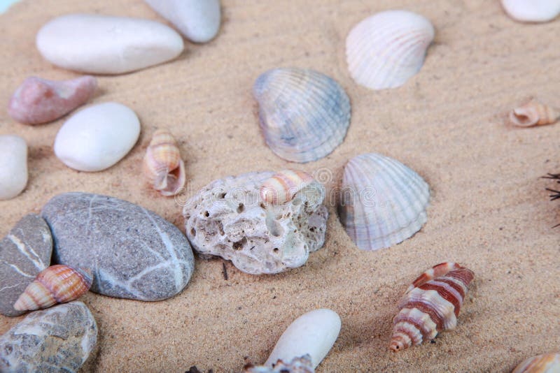 Various Seashells in the Sand Stock Image - Image of beauty, holiday ...