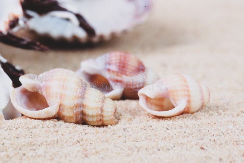 Various Seashells in the Sand Stock Photo - Image of design, deck ...