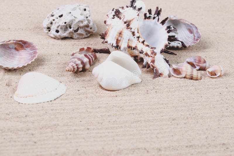 Various Seashells in the Sand Stock Photo - Image of holiday, flat ...