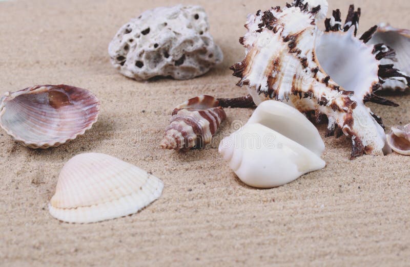 Various Seashells in the Sand Stock Image - Image of closeup, life ...