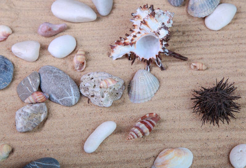 Various Seashells in the Sand Stock Photo - Image of life, frame: 148498834