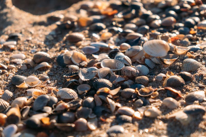 Various Seashells on Sea Beach Close-up. Stock Photo - Image of ...