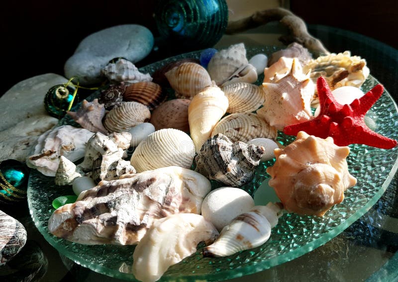Various Seashells and Starfish on a Glass Table. Stock Photo - Image of ...