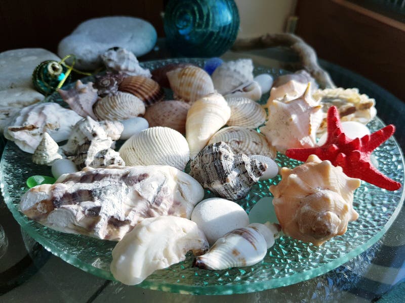 Various Seashells and Starfish on a Glass Table. Stock Photo - Image of ...