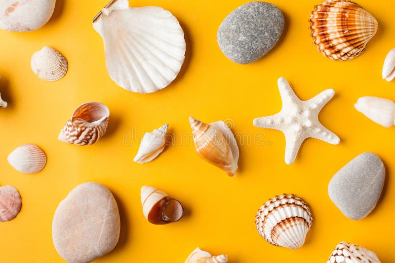 Various Seashells on a Yellow Background. Summer Background Stock Image ...