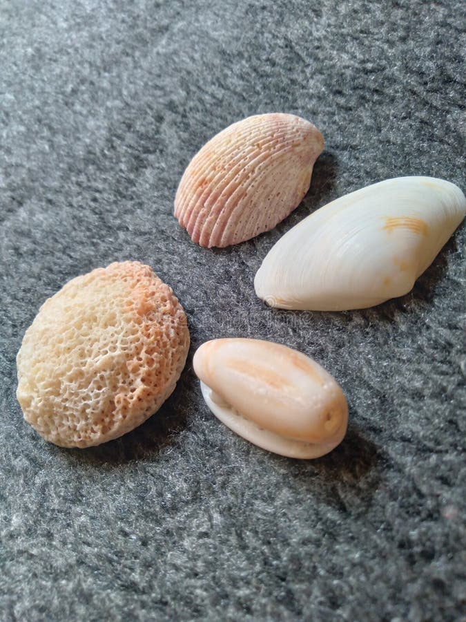 Various Shapes of Sea Shells with Amazing Colors Stock Photo - Image of ...