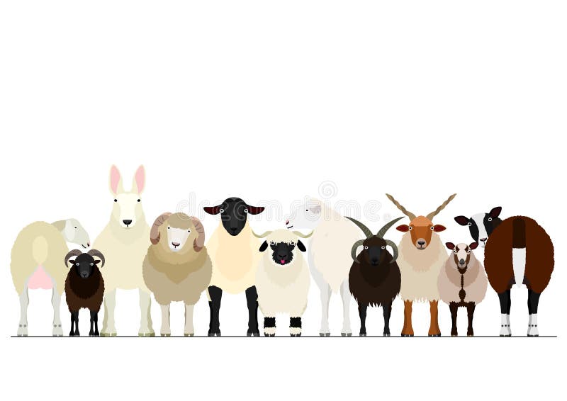 Various sheep border stock vector. Illustration of animal - 196553319