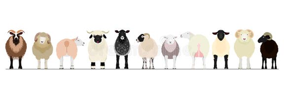 Various sheep border stock vector. Illustration of animal - 196553319