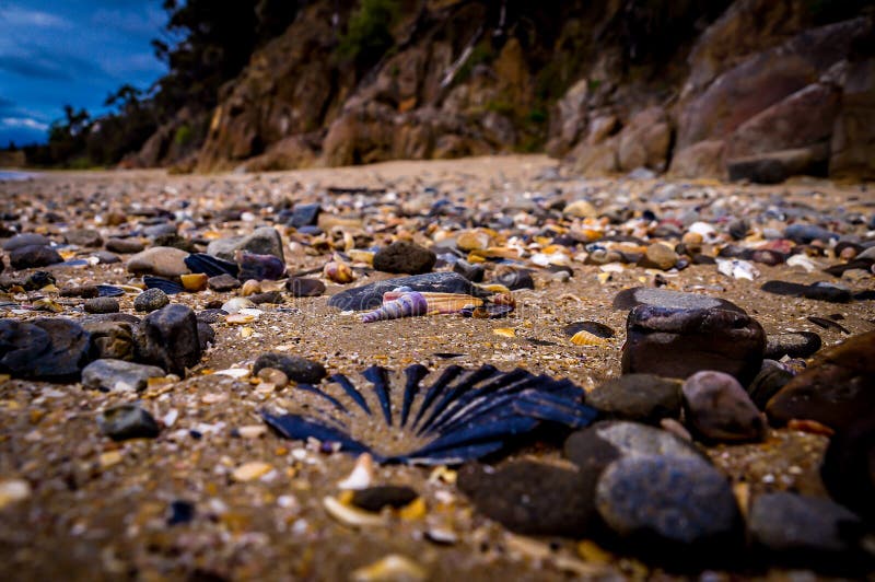 Various shells on beach stock image. Image of east, australia - 86392765