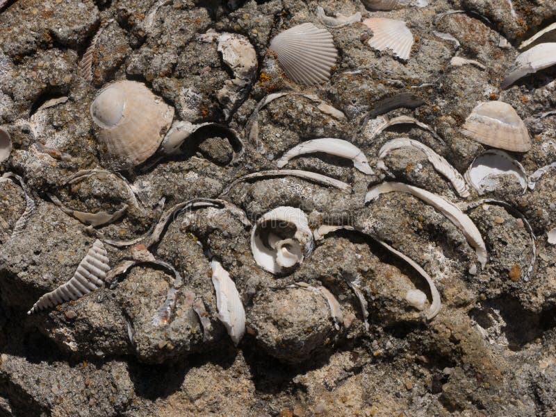 Various Shells Embedded in Rock Stock Image - Image of geology ...