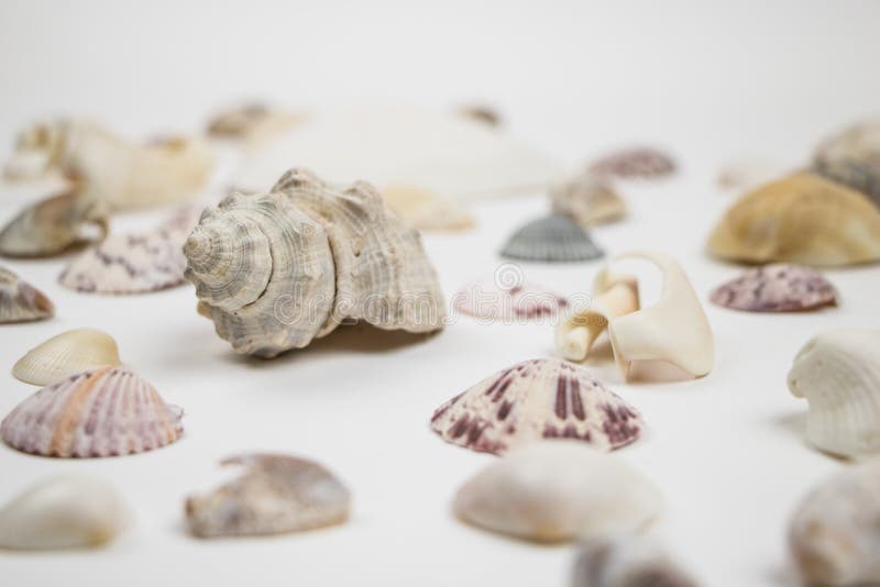 Various Shells Isolated on White Low Angle Stock Photo - Image of ...