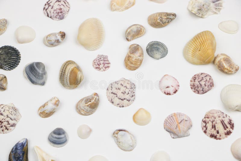 Various Shells Isolated on White Stock Photo - Image of blue, marine ...