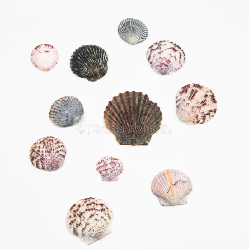 Various Shells Isolated on White Stock Photo - Image of seashells, life ...