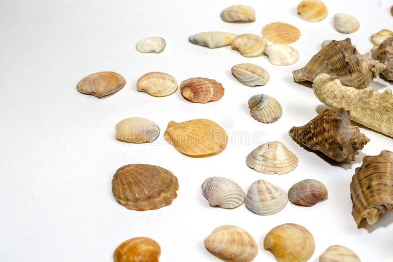 Various Shells and Sea Snails Against White Background Stock Photo ...