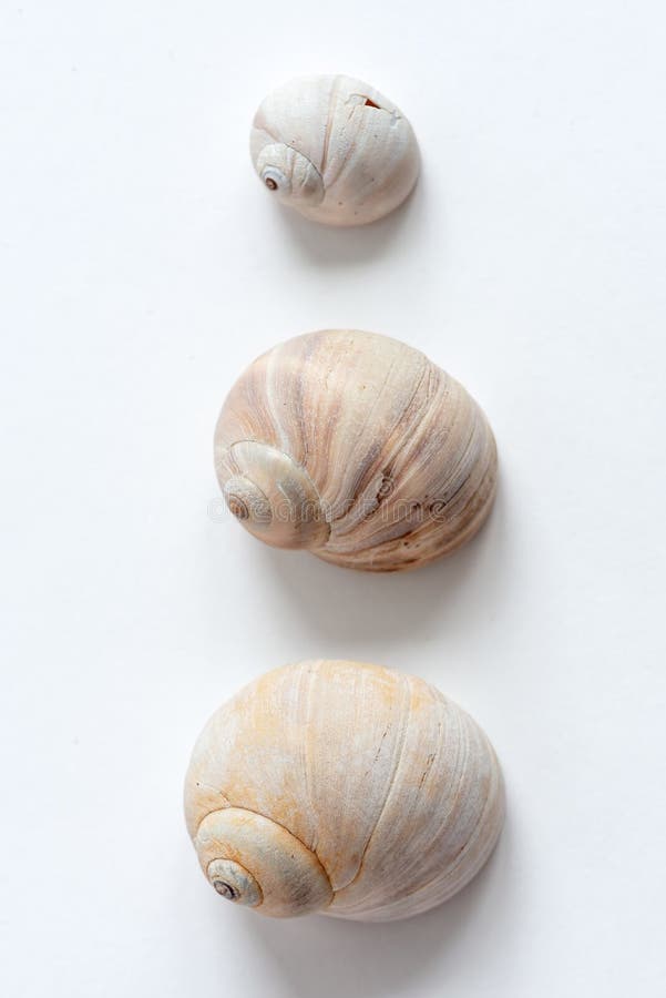 Various Shells on a White Backdrop. Stock Photo - Image of white ...