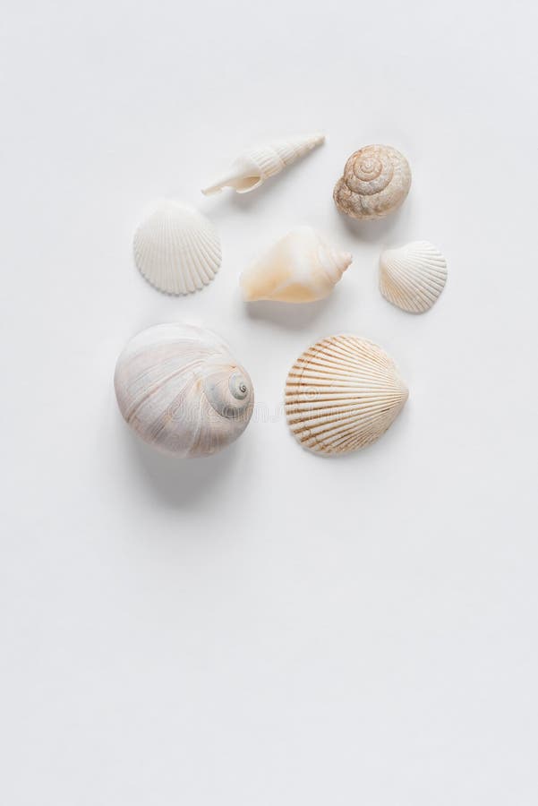 Various Shells on a White Backdrop. Stock Image - Image of varied ...