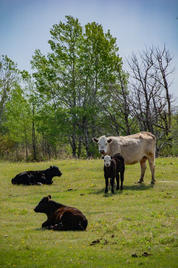 Cattle on the Prairie Landscape in Springtime Stock Image - Image of ...