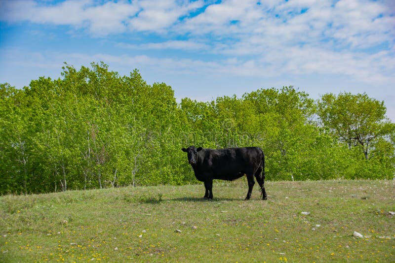 Grass Fed Cattle on the Prairie in Spring Stock Photo - Image of blue ...