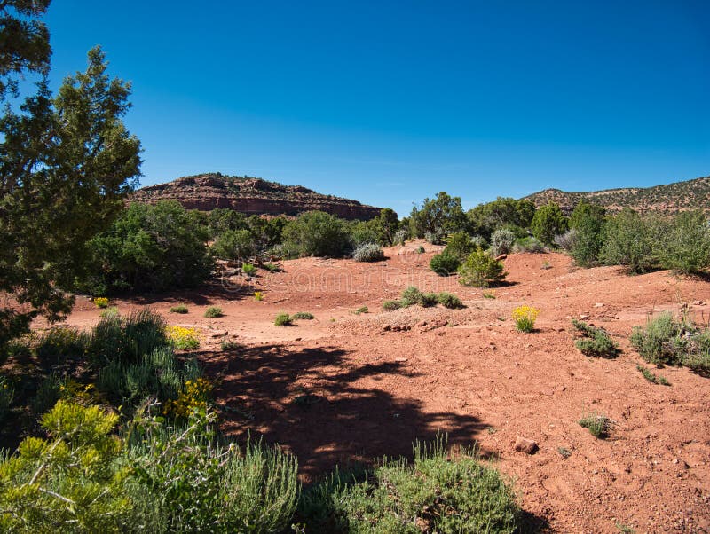 Various Shrubs and Flowers on Red Earth Stock Photo - Image of ...