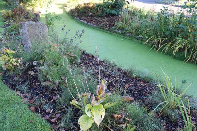Various Shrubs in Public Park, Brook in Background Full of Green Algae ...