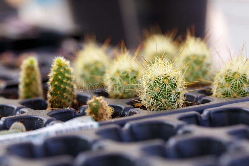 Various of Small Cantus Tree Planted in a Pot Stock Image - Image of ...