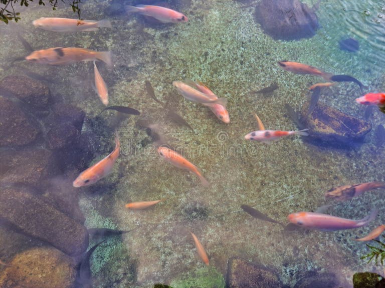 Various Small Fish in the Fish Pond Stock Image - Image of outdoors ...