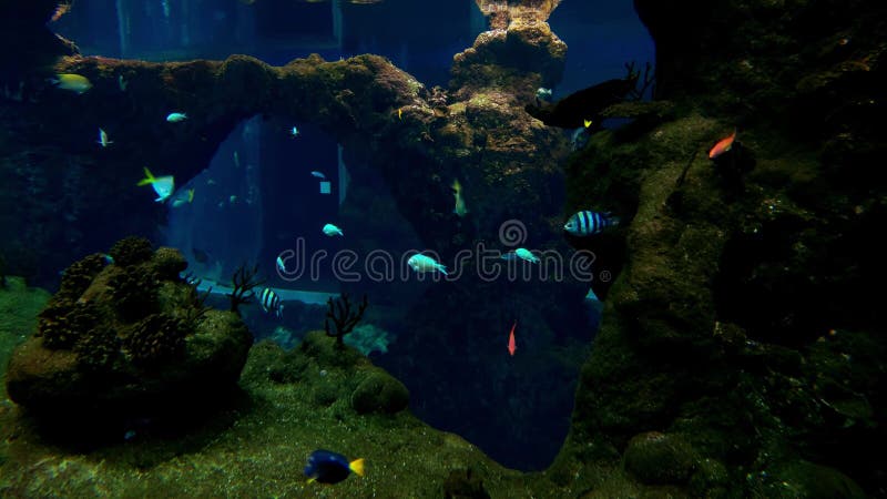 Various Small Fish Swim in the Aquarium Stock Photo - Image of swim ...