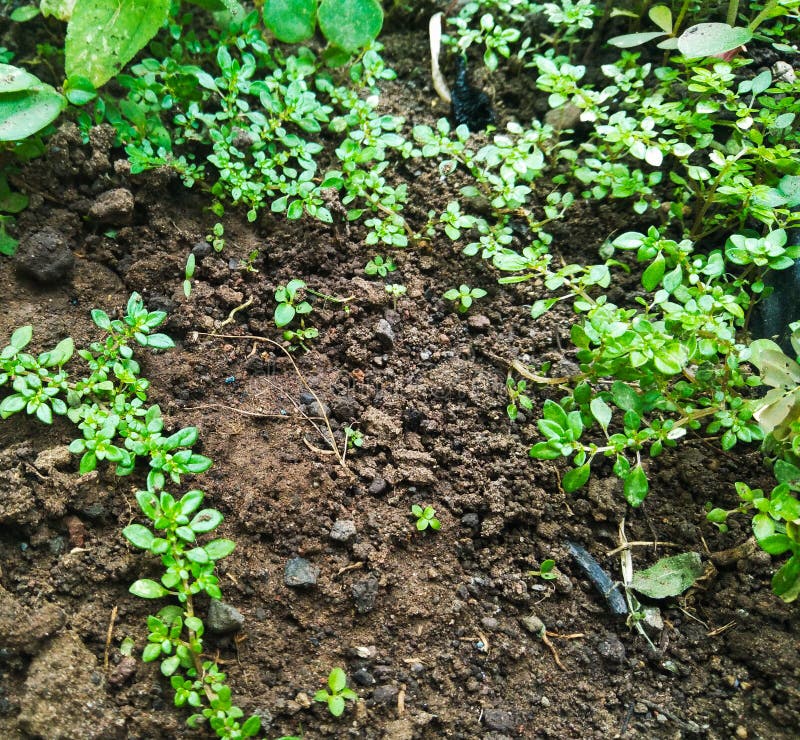 Various Small Plants Growing on the Ground Stock Image - Image of herb ...