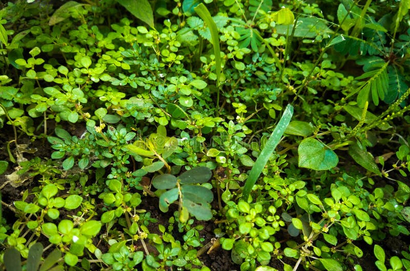 Various Small Plants Growing on the Ground Stock Photo - Image of ...