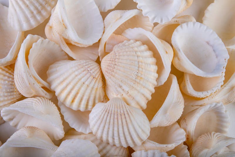 Various Snail Shells Poured Onto the Table. Colorful Shells of Molluscs ...