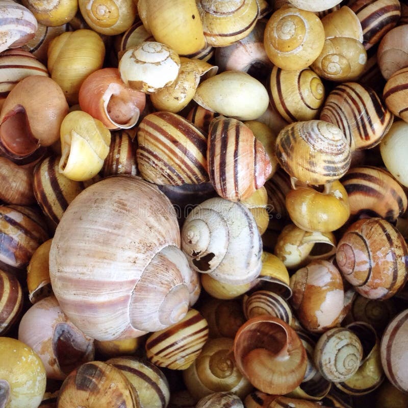 Various snail shells stock image. Image of animal, colors - 44106869