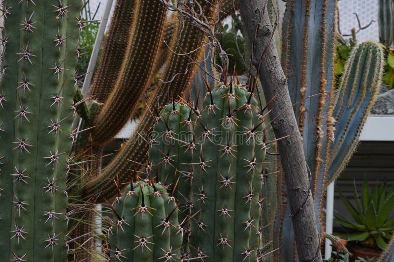 Various Species of Columnar Cacti Photographed As Background. they Have ...