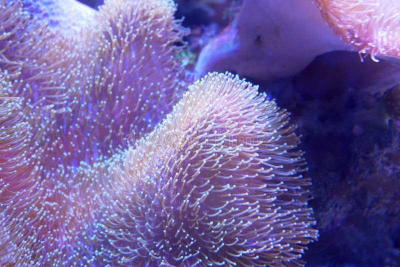 Various Species of Coral that are at Risk of Extinction are Bred in ...