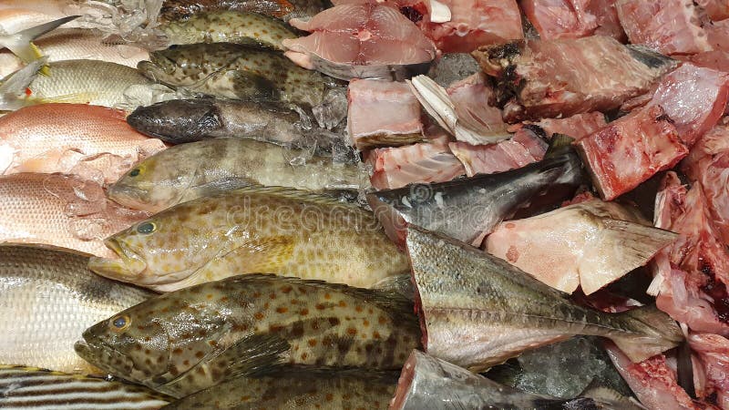 Various Species of Fresh Sea Fish Stock Image - Image of fish, fresh ...
