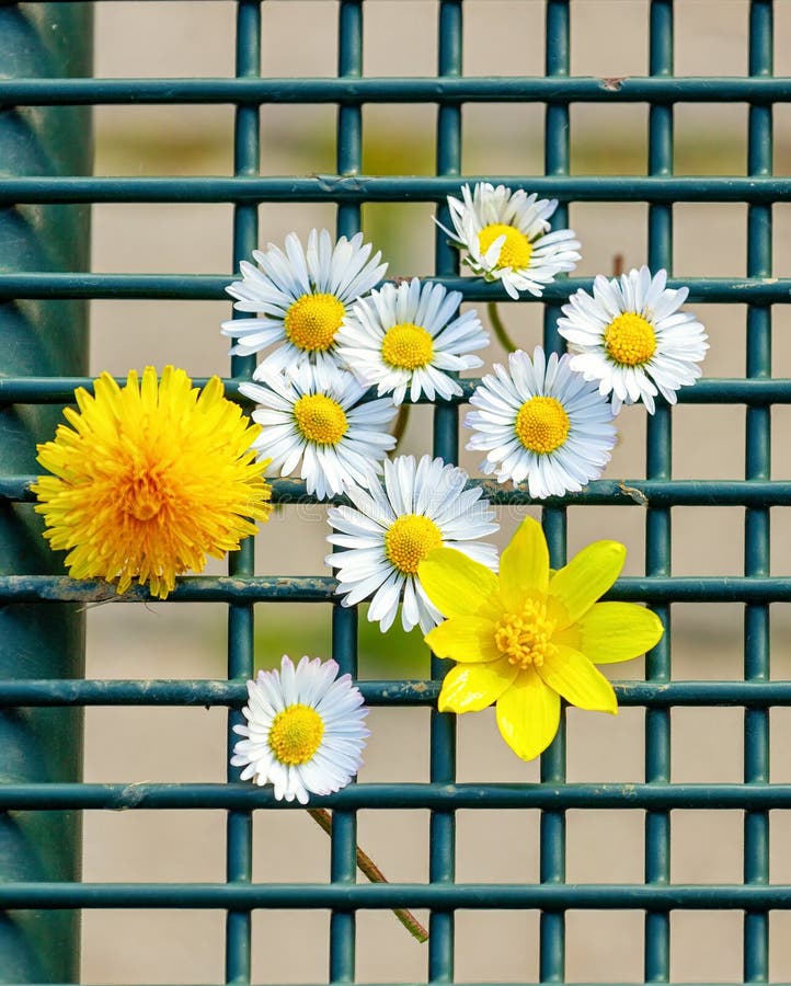 Various Spring Flowers in a Wire Mesh. Opposite Concept of Nature and ...
