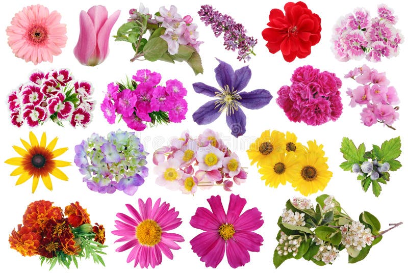 Various Spring and Summer Flowers Set Macro Isolated Stock Photo ...