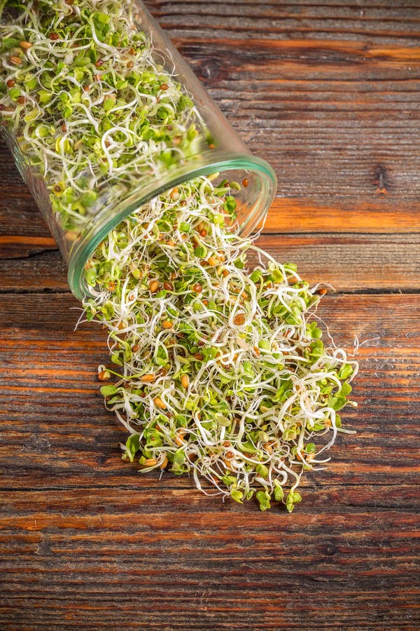 Various sprouts stock image. Image of grain, leaf, mustard - 62234727