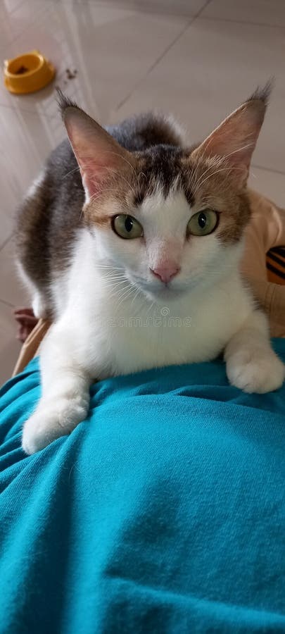 Various Styles of Cat Activity in the House Stock Image - Image of ...