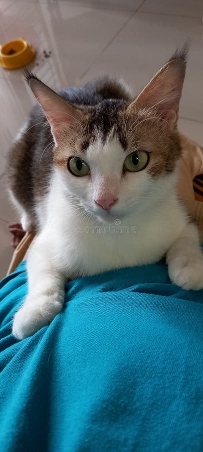 Various Styles of Cat Activity in the House Stock Image - Image of ...