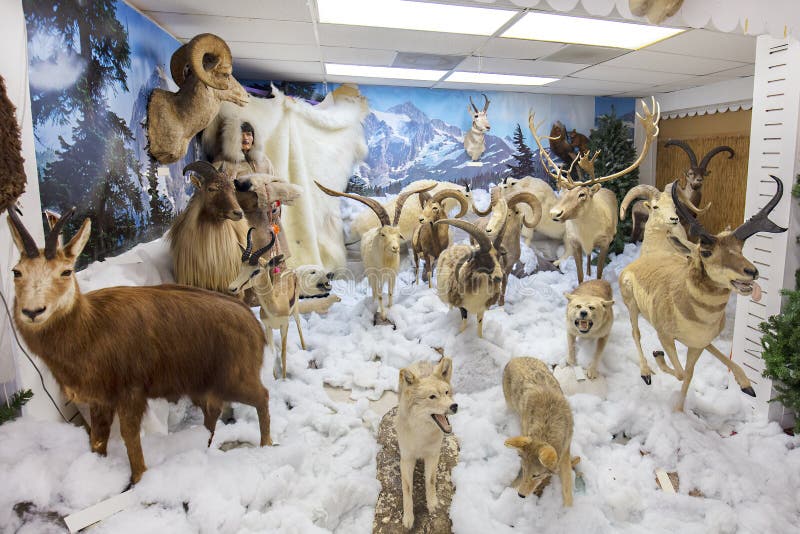 Various Arctic Animals stock image. Image of specimen - 147337299