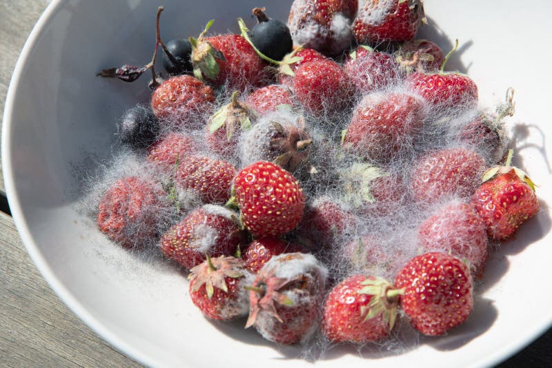 Moldy Threads Stock Photos - Free & Royalty-Free Stock Photos from ...