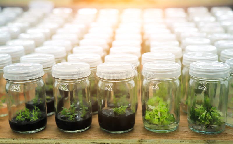 Various of Tissue Plant in Bottle of Experiment Lab in Testing Stock ...